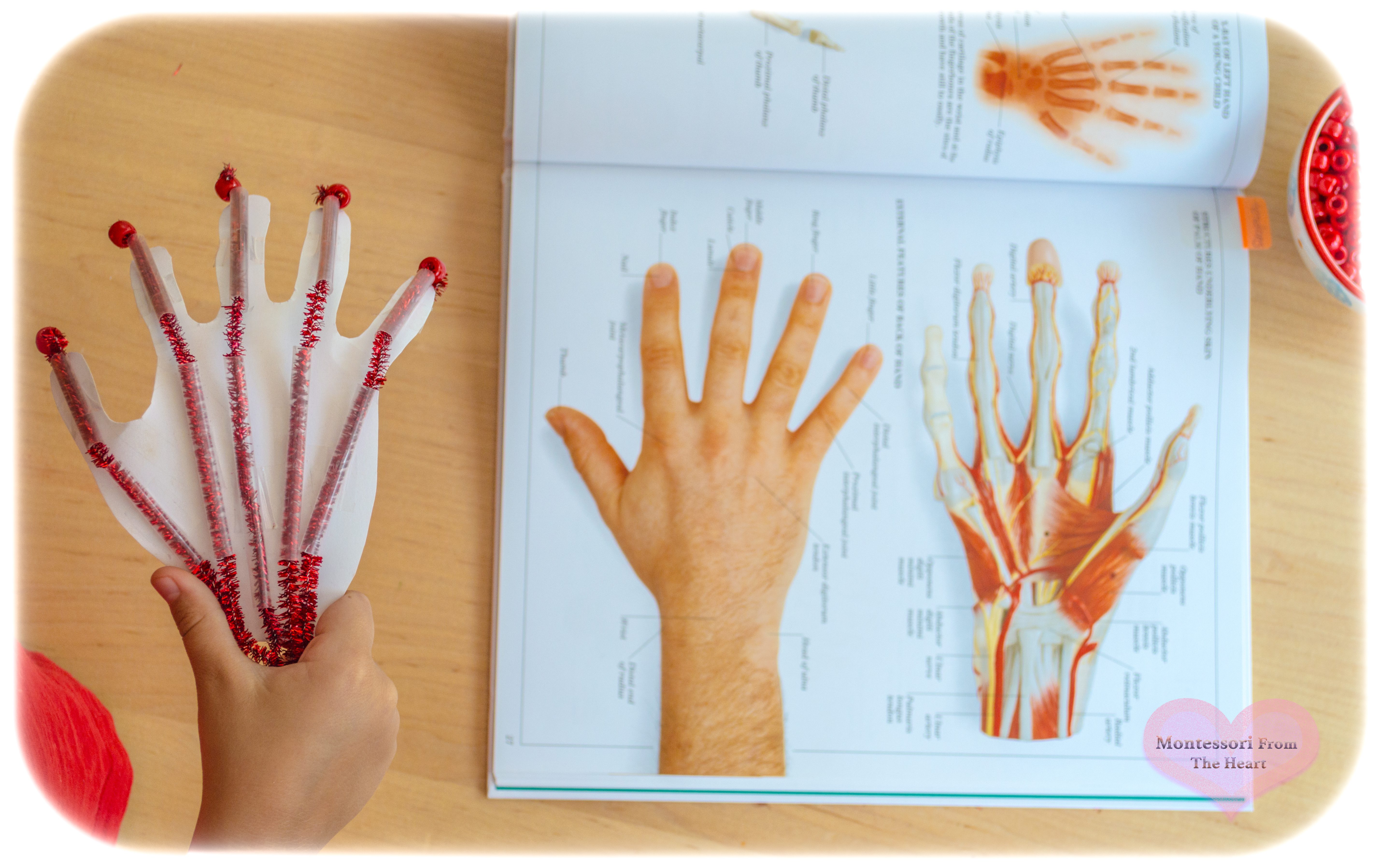 Tendons 🖐🏻Human Hand 💉Body Anatomy Unit Study | Montessori From The Heart